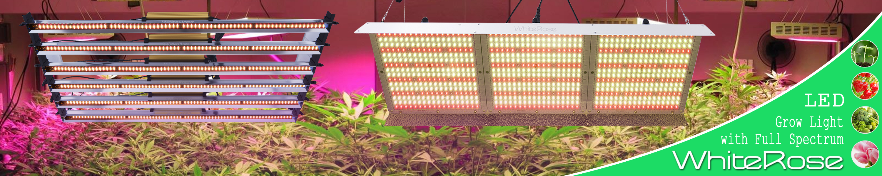 Amazon.com: WhiteRose Led Grow Lights: Led Grow Light bar Strips