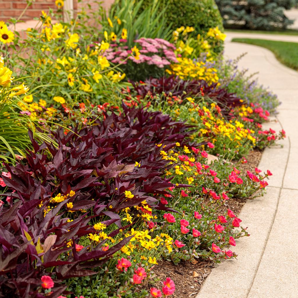 Amazon.com: Proven Winners: Landscape