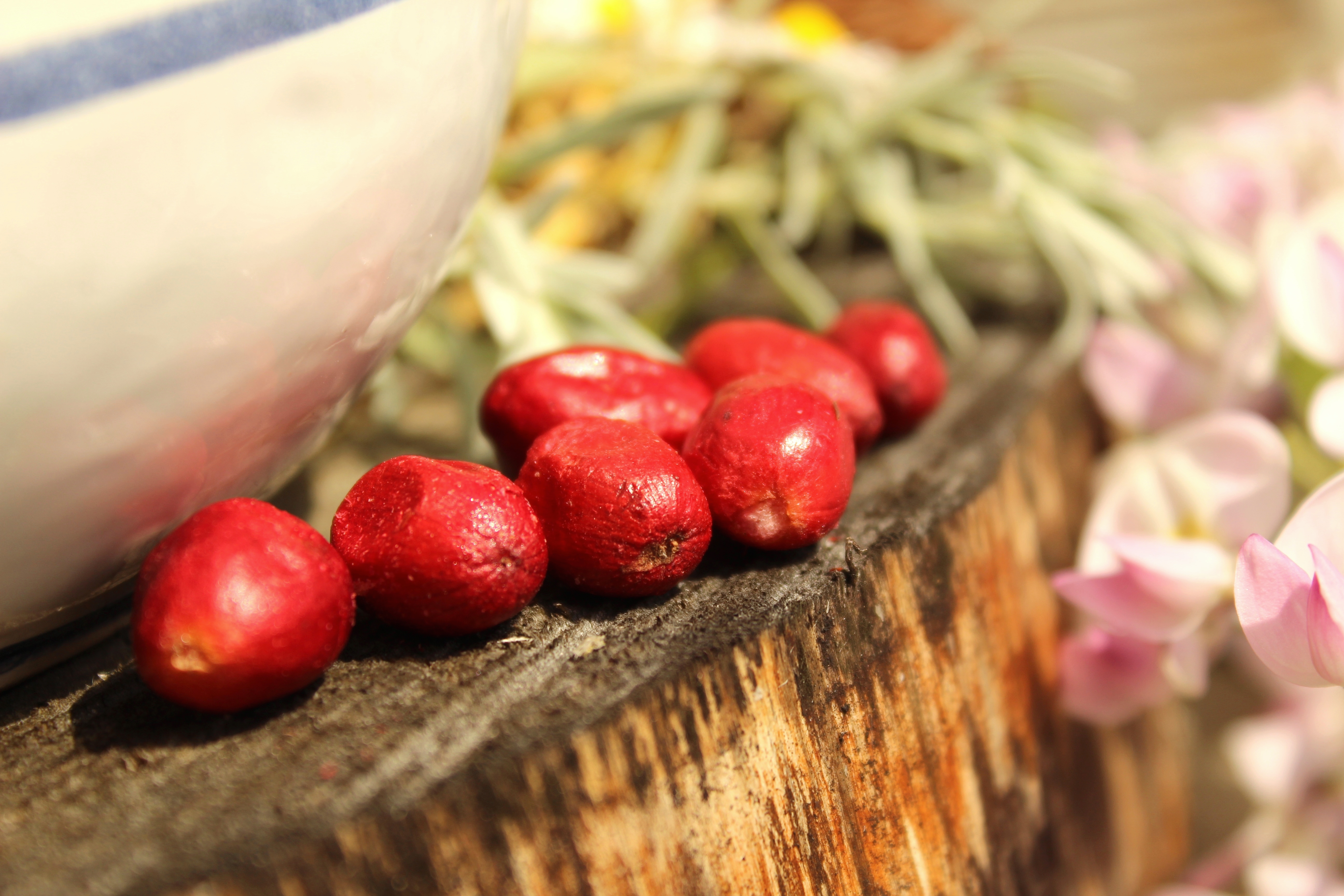 Amazon.com: RUBY'S MIRACLE BERRY: Miracle Berry