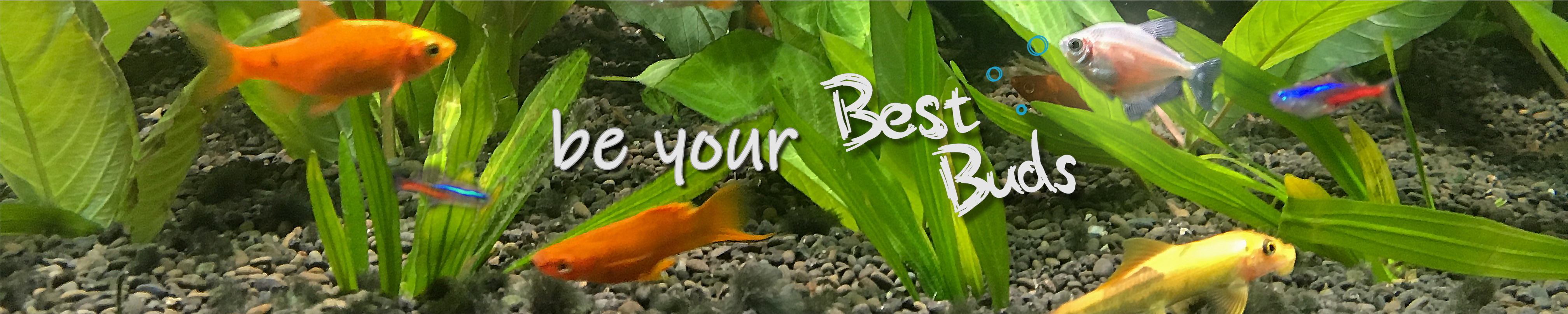 Amazon.com: Best Buds: Bundles