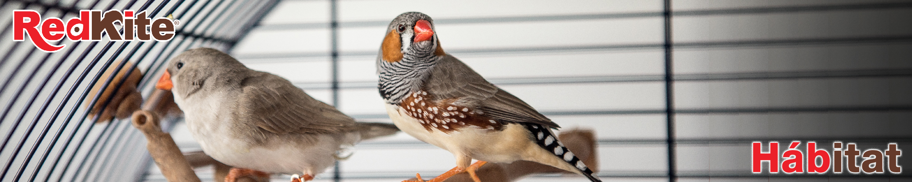 Amazon.com.mx: Redkite: Hábitat