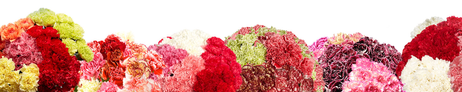 Amazon.com: GlobalRose: Burgundy Carnations