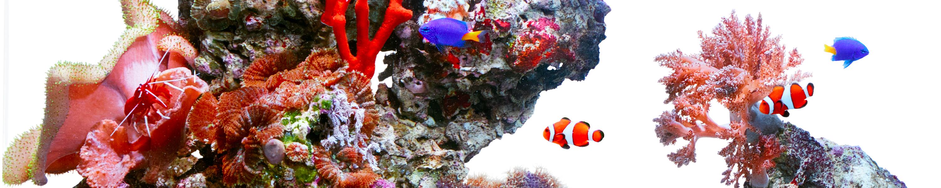 Amazon.com: Coralife: BioCube® Accessories