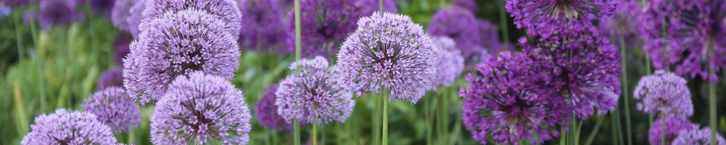 Amazon.com: Longfield Gardens: ALL FALL-PLANTED BULBS