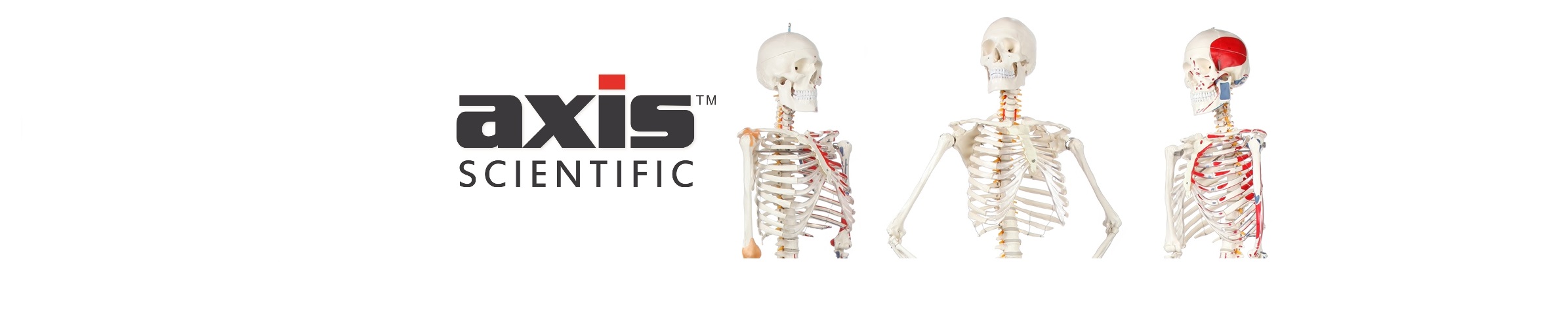 Amazon.com.mx: Axis Scientific: Torsos & System Models