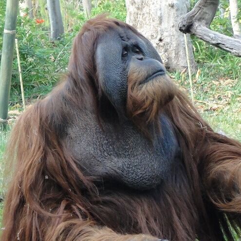 Amazon.com: Python Pocket Reference: Python In Your Pocket (Pocket ...