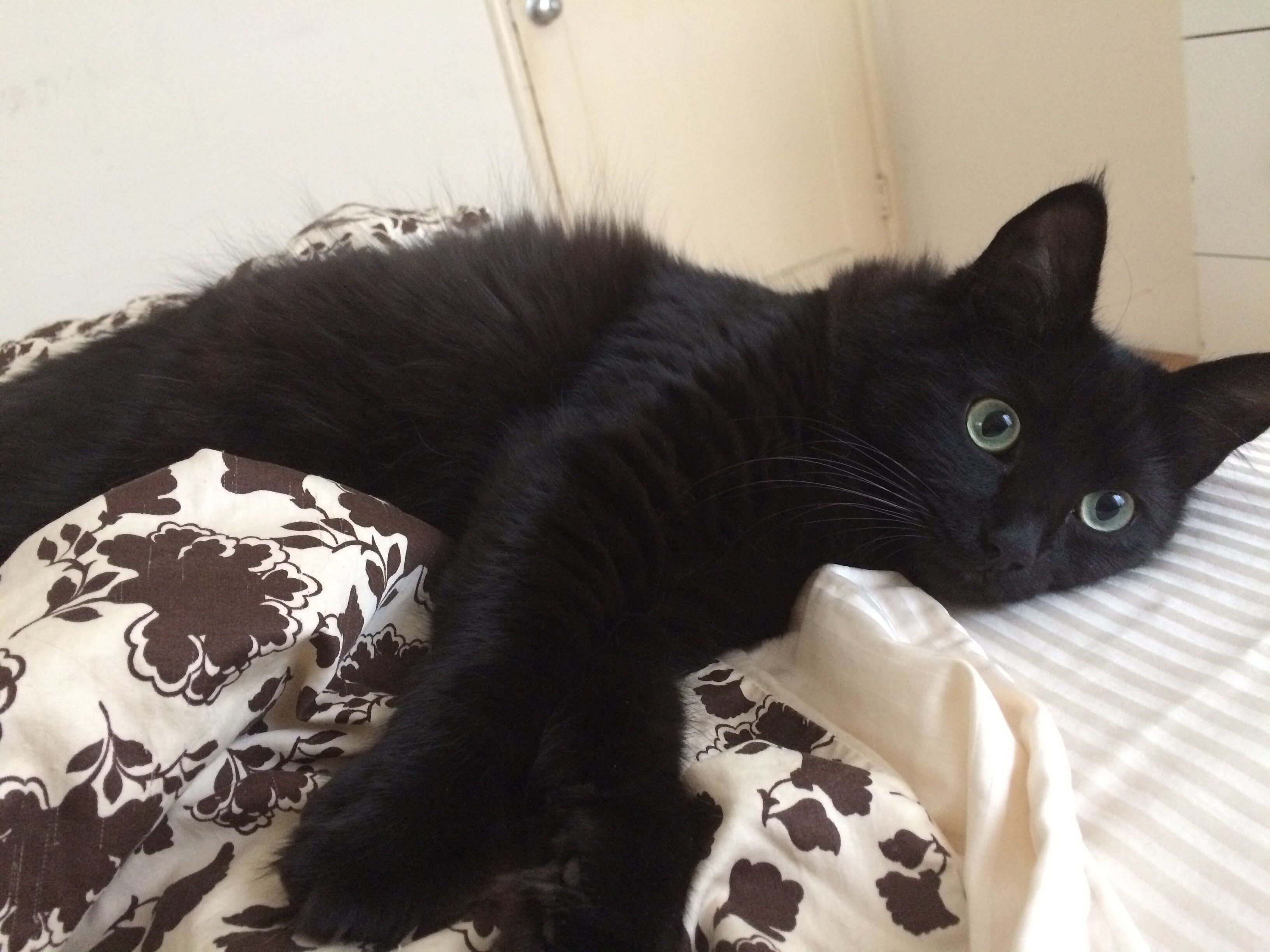 Shawn Nevins – Audio Books, Best Sellers, Author Bio | Audible.com