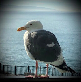 Charlotte - Kindle edition by Anthony, JS. Literature & Fiction Kindle ...