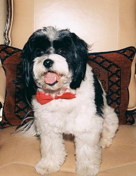 Romancing the Dog: The Struggle To Make A Pound Dog Happy in Beverly ...