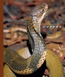 Cobras (The World of Reptiles, 1256) by Sophie Lockwood | Goodreads