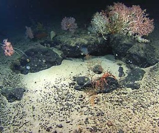 Perfect Dark by Susan Maurer | Goodreads