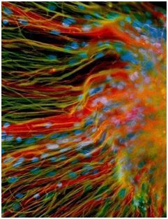 Cells by Andrew Topel | Goodreads