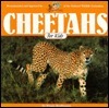 Cheetahs for Kids (Wildlife for Kids Series) by Winnie MacPherson ...