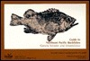 Guide to Northeast Pacific rockfishes: Genera Sebastes and Sebastolobus ...