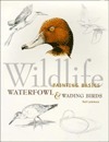 Wildlife Painting Basics Waterfowl & Wading Birds by Rod Lawrence ...