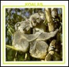 Koalas (Australian Animal Discovery Library) by Lynn M. Stone | Goodreads