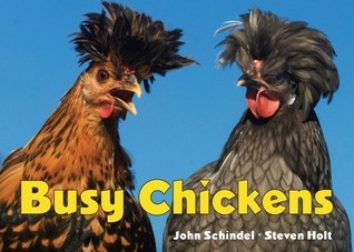Busy Chickens (A Busy Book) by John Schindel | Goodreads
