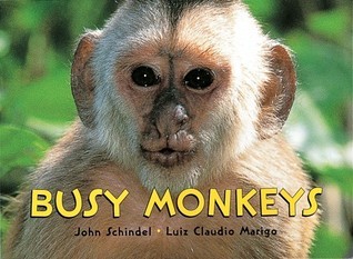 Busy Monkeys (A Busy Book) by John Schindel | Goodreads