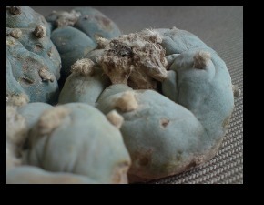 Change by Nikki Loftin | Goodreads