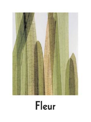 Fleur Olby: Plant Portraits by Fleur Olby | Goodreads