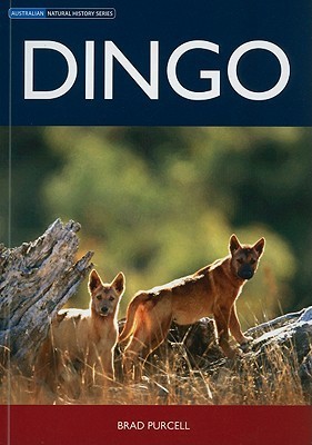 Dingo [OP] (Natural History) by Brad Purcell | Goodreads