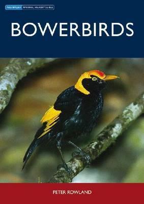 Bowerbirds (Australian Natural History) by Peter Rowland | Goodreads