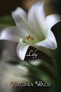 Lily by Virginia Wade | Goodreads