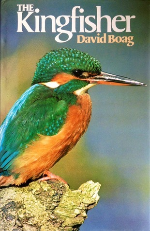 The Kingfisher by David Boag | Goodreads
