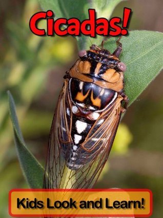 Cicadas! Learn About Cicadas and Enjoy Colorful Pictures - Look and ...