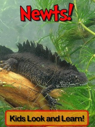Newts! Learn About Newts and Enjoy Colorful Pictures - Look and Learn ...