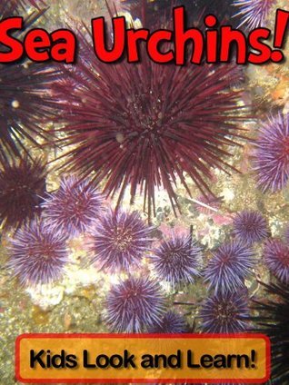 Sea Urchins! Learn About Sea Urchins and Enjoy Colorful Pictures - Look ...