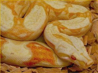 Marie Laveau: The Exotic Voodoo Priestess of New Orleans by James ...