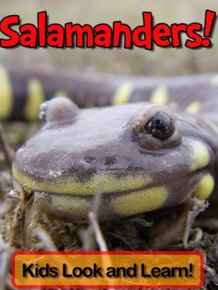 Salamanders! Learn About Salamanders and Enjoy Colorful Pictures - Look ...