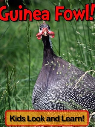 Guinea Fowl! Learn About Guinea Fowl and Enjoy Colorful Pictures - Look ...
