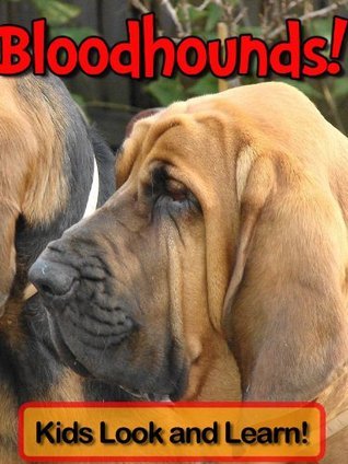 Bloodhounds! Learn About Bloodhounds and Enjoy Colorful Pictures - Look and Learn! by Becky ...