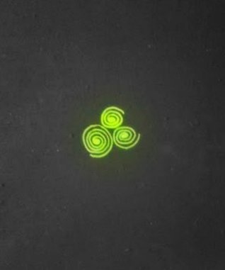 Firefly Night by J. Leighton Miller | Goodreads