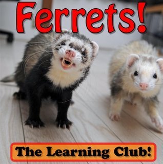 Ferrets! Learn About Ferrets And Learn To Read - The Learning Club! by ...