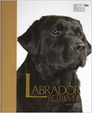 Labrador Retriever (Best of Breed) by craig-david | Goodreads