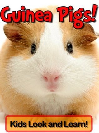 Guinea Pigs! Learn About Guinea Pigs and Enjoy Colorful Pictures - Look ...