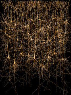 Synapses, Neurons and Brains by Idan Segev | Goodreads