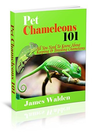 Pet Chameleons 101: All You Need To Know About Keeping & Breeding ...