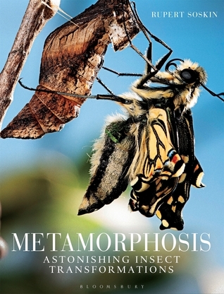 Metamorphosis: Astonishing Insect Transformations by Rupert Soskin ...
