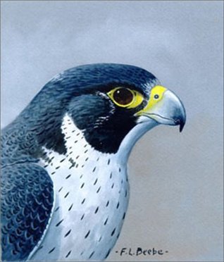 Compleat Falconer by Frank L. Beebe | Goodreads
