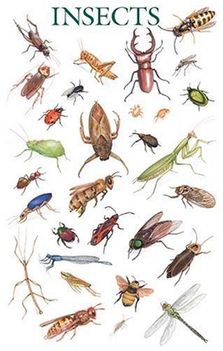 Insects Poster (Dover Posters) by Dover Publications Inc. | Goodreads