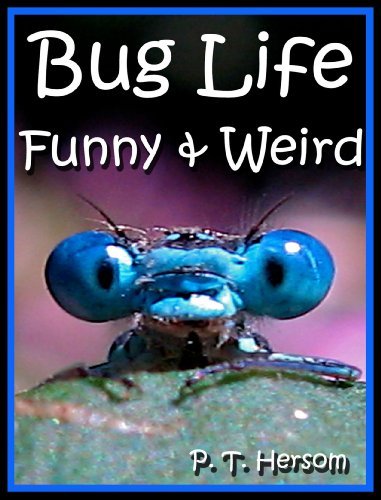 Bug Life Funny & Weird Insect Animals - Learn with Amazing Photos and ...