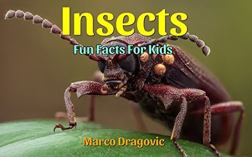 Insects: Fun Facts For Kids, Picture Books For Kids by Marco Dragovic ...