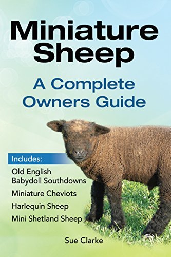 Miniature Sheep. A Complete Owners Guide.: Old English Babydoll ...