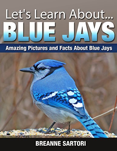 Blue Jay: Amazing Pictures and Facts About Blue Jay by Breanne Sartori ...