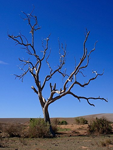 Photo Gallery of Dry Tree by John Parker | Goodreads