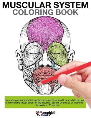 Muscular System Coloring Book: Now you can learn and master the ...